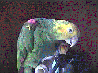 GIF eating - animated GIF on GIFER