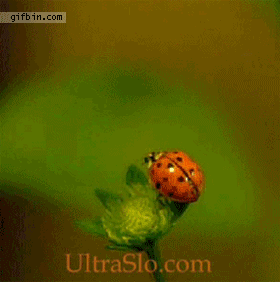 GIF ladybird - animated GIF on GIFER