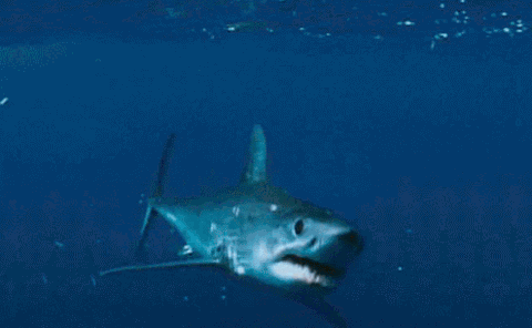 Gif Animé De Grand Requin Blanc