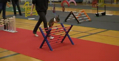 Competitor gluck GIF - Find on GIFER