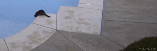 GIF cat pool pushes - animated GIF on GIFER