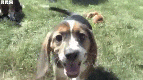 Puppies GIF - Find on GIFER