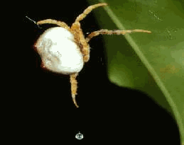 Entomology GIF - Find on GIFER