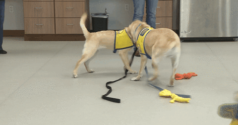 Ptsd Dog Gif