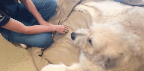 Paw GIF - Find on GIFER