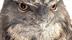 GIF bird wildlife birds - animated GIF on GIFER