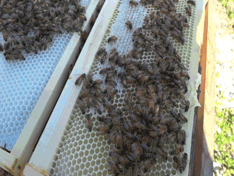 Bees GIF - Find on GIFER