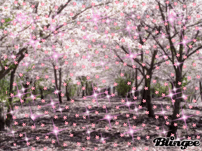 Blossom GIF - Find on GIFER