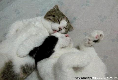 Гифка смешной кот гиф картинка, скачать анимированный gif на GIFER