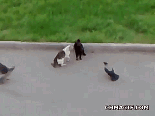 Fighting catfight bird GIF - Find on GIFER