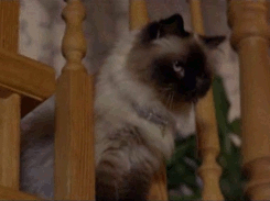 GIF remus lupin - animated GIF on GIFER