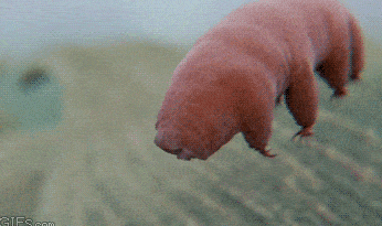 GIF fofo - animated GIF on GIFER