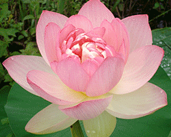 GIF lotus - animated GIF on GIFER