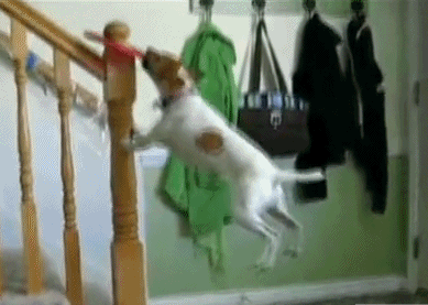 Dog gravity defy GIF - Find on GIFER
