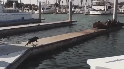 GIF off pier - animated GIF on GIFER
