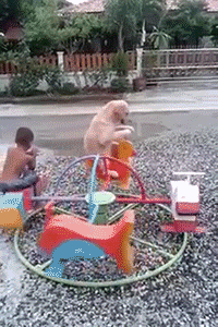 Merry go round dog kid GIF on GIFER - by Thetarne