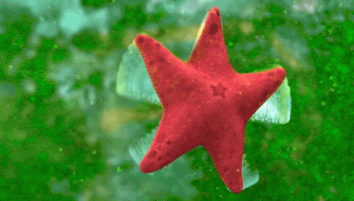 Estrela do mar star fish finding nemo GIF on GIFER - by Taugrel