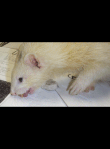 Ferret GIF on GIFER - by Moramar