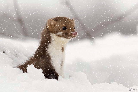 Ferret GIF on GIFER - by Ironmaster