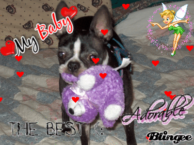 GIF boston terrier - animated GIF on GIFER