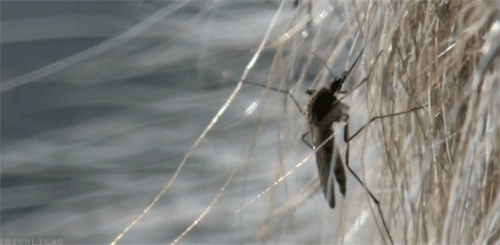 Insect GIF on GIFER - by Manalsa