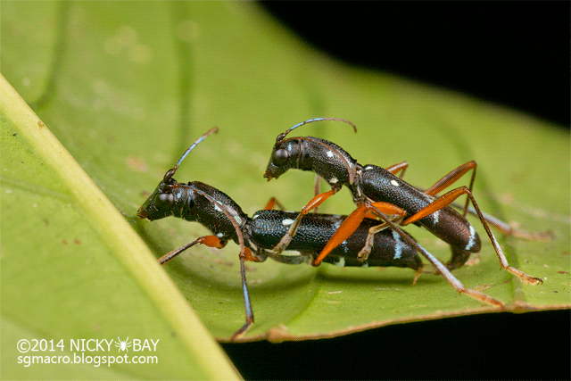 Insect GIF on GIFER - by Nebar