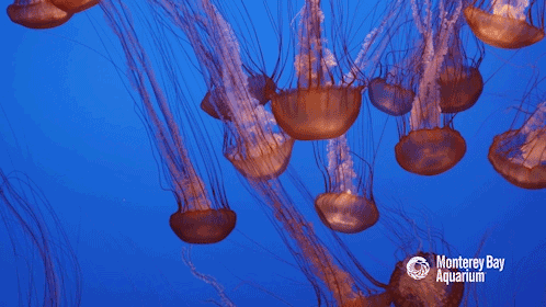 Monterey bay aquarium spineless GIF on GIFER - by Morludwyn