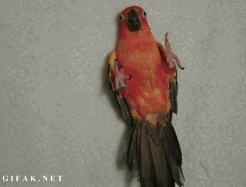 Bird GIF - Find on GIFER