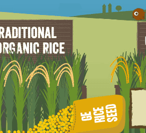 Rice GIF - Find on GIFER