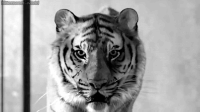 Life of pi GIF - Find on GIFER