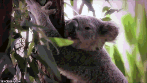 Koala GIF on GIFER - by Dailkree