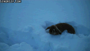 Falling animals cute GIF on GIFER - by Chillbringer