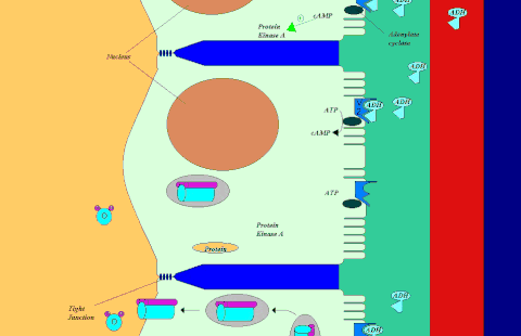 Adh GIF - Encontrar em GIFER
