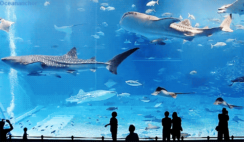 Aquarium shark animal GIF on GIFER - by Sworddefender