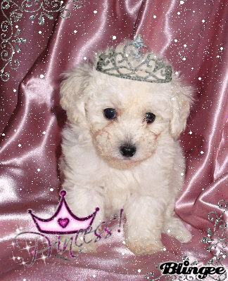 Poodle GIF on GIFER - by Shaktizil