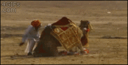 Animals fail kick GIF - Find on GIFER