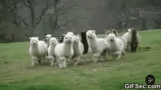 Black Friday Stampede Gif