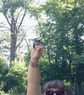 Cute animals fail GIF on GIFER - by Truefang