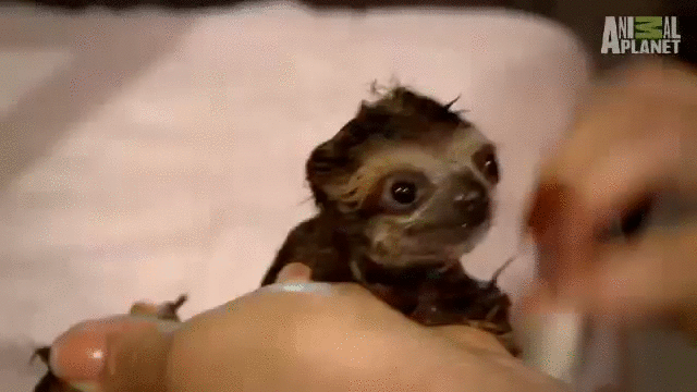 Time sloth bath GIF on GIFER - by Runebinder