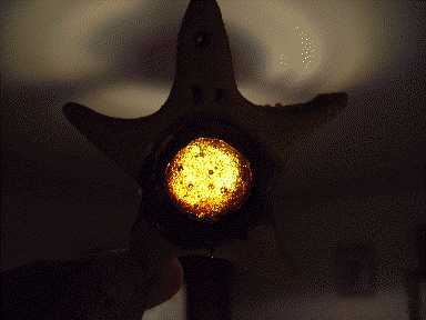 Sel GIF - Find on GIFER