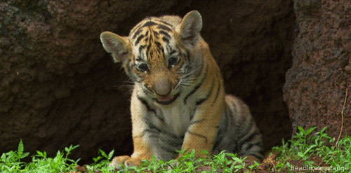 GIF cub growling animals - animated GIF on GIFER - by Dosius