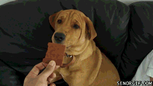 Dog animals disgust GIF - Find on GIFER