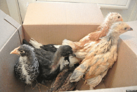 Return to sender GIF - Find on GIFER