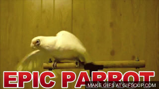 GIF cockatoo - animated GIF on GIFER