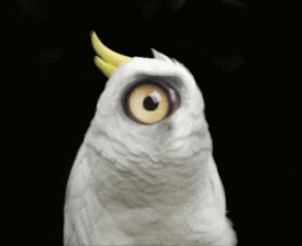 Cockatoo GIF - Find on GIFER