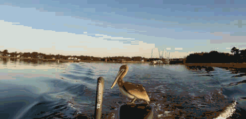 Charleston GIF - Find on GIFER