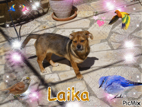 GIF laika - GIF animado en GIFER