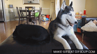 Husky GIF - Find on GIFER