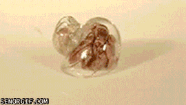 Animals crawling claws GIF - Find on GIFER