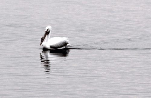 Pelican GIF - Find on GIFER